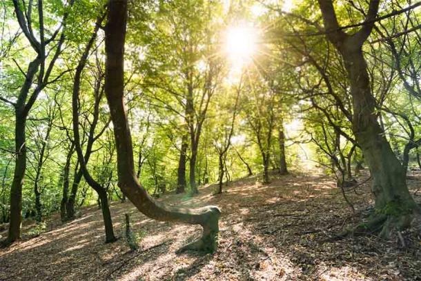 Romania’s Bermuda Triangle: The Creepy Hoia Forest of Transylvania ...
