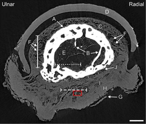 CT Technique Massively Expands Imaging Soft Tissue of Ancient Remains ...