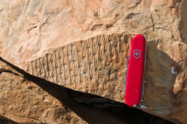 Joggins Fossil Cliffs: Uniquely Preserved Fossils and Primeval Forest ...