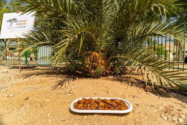 The Judean Date Palm: Extinct Tree Resurrected from Ancient Seeds ...