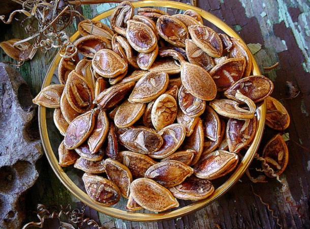 Native Americans revive squash from seeds found in an 800-year-old pot ...
