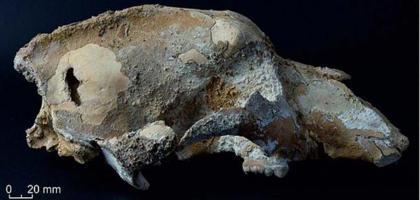 Strange Hole in 35,000-year-old Russian Bear Skull Stumps Scientists ...