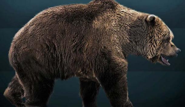 Humans A Major Factor In the Extinction of Giant Cave Bears | Ancient ...