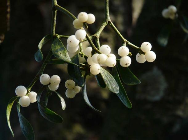 Mistletoe, Holly, and Yuletide Cheer: Weaving Nature into Ancient ...