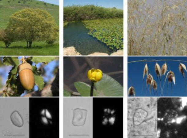 Ancient Paleo Diet Debunked: Human Ancestors Loved Their Carbs, Too ...