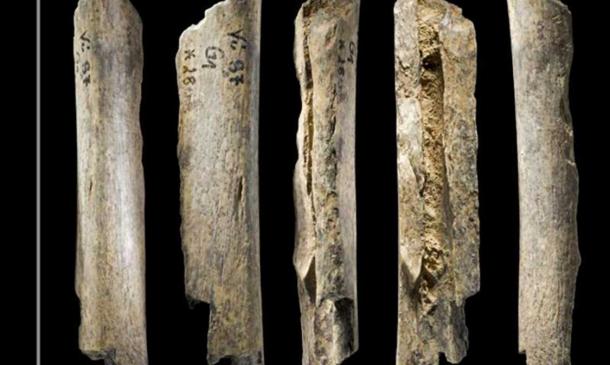 Refined Analysis Asserts There was No Human-Neanderthal Interaction at ...