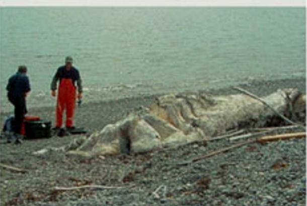In the Wake of the Stronsay Globster | Ancient Origins
