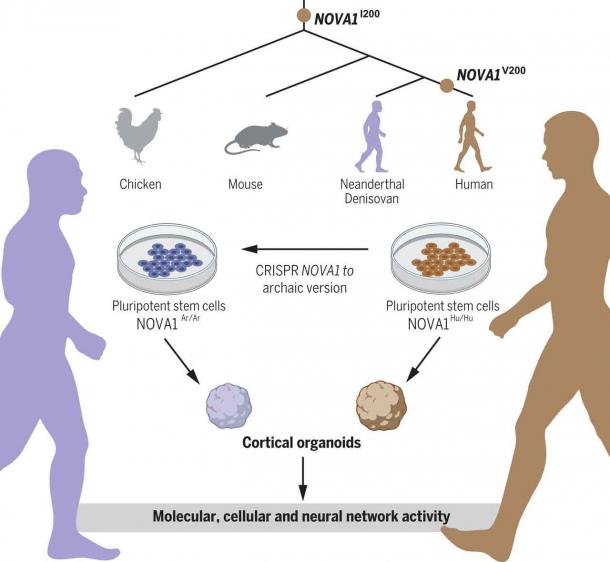 Scientists Create Fully Functioning Neanderthal Mini Brain | Ancient ...