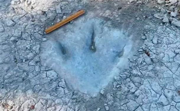 Extreme Drought Exposes Theropod Dinosaur Tracks in Texas River ...
