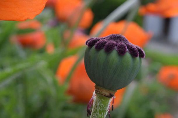 Goop: A Classicist’s Take on the ‘Power’ of Ancient Remedies | Ancient ...