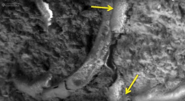First-Ever Fossilized Dinosaur Brain Tissue Discovered in Sussex ...