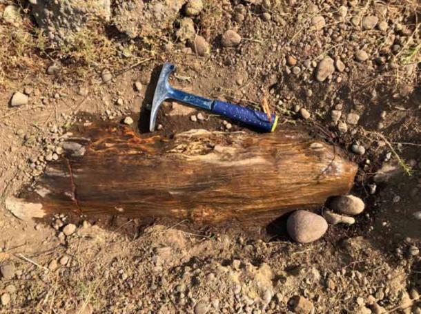 California Park Ranger Discovers Massive Cache of Miocene Epoch Fossils ...