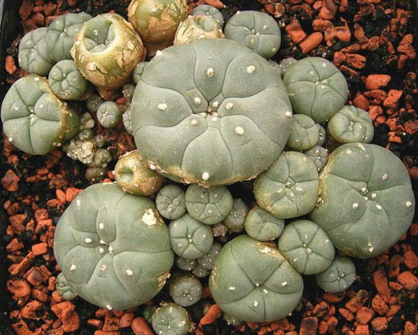 Archaeological study explores drug-taking and altered states in ...