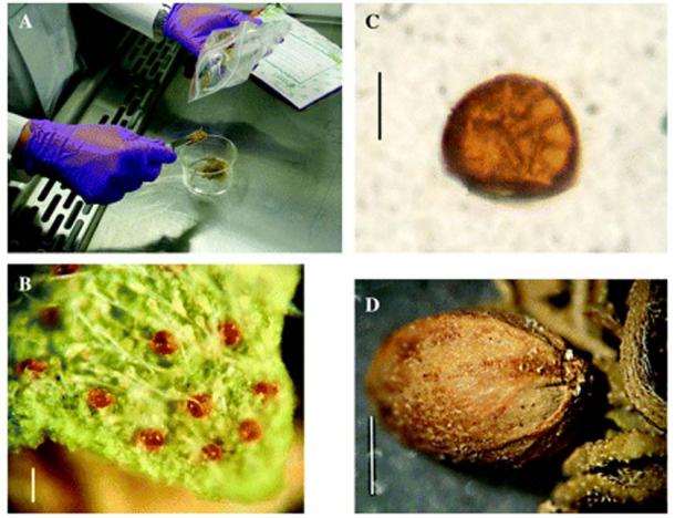 High Times in Ancient China: 2,700-Year-Old Marijuana Stash Found in ...