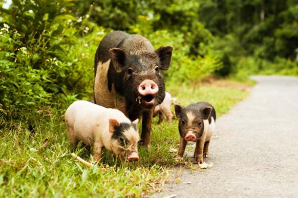 Prehistoric Britons Brought Pigs From As Far As Scotland For Stonehenge ...