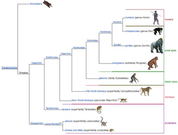 árbol Genealógico De Los Primates Árbol De Evolución Humana De La