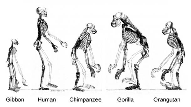 Why do humans have such large brains? (And why aren’t they larger ...