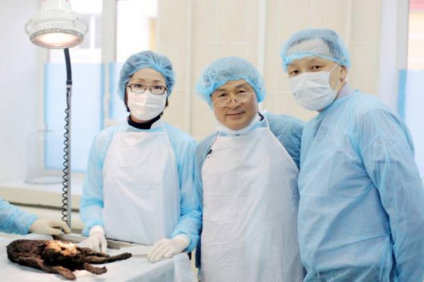 Ancient puppy brain is well preserved as dog bares its teeth after ...