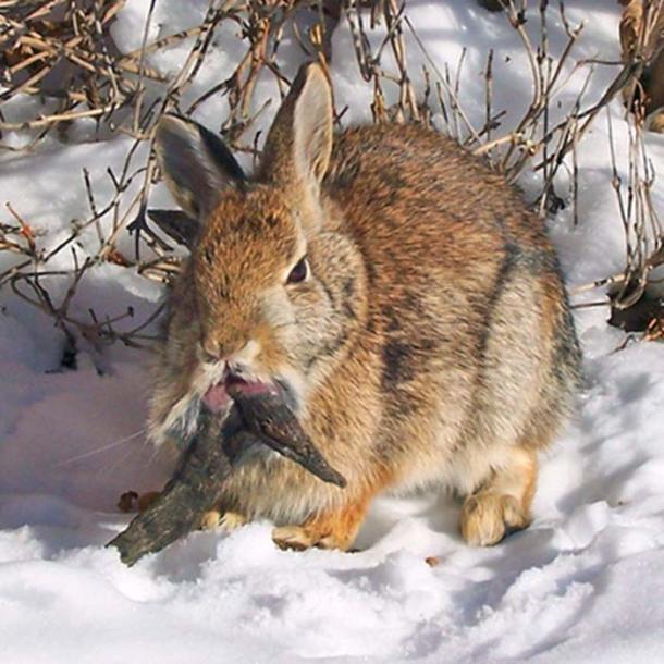 The Truth Behind the Jackalope and Those Who Hunt the Elusive Warrior ...