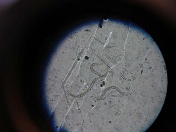 Long Frozen Organisms in the Arctic Awakened, Hinting at Life on Other ...