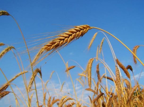 Did Ice Age Extinctions Force Us to Invent Civilization? | Ancient Origins