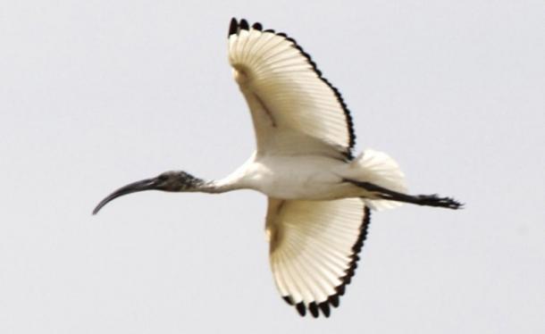 Holy Bin Chickens: Ancient Egyptians Tamed Wild Ibis for Sacrifice ...