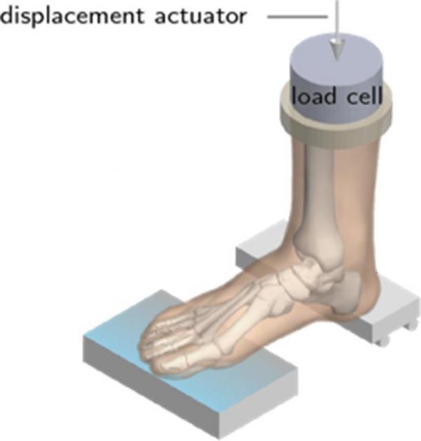 Scientists Study 3.5-Million-Year-Old Origins of Unique Human Spring ...