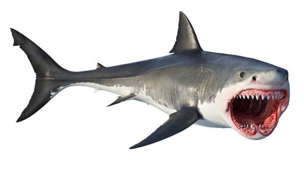 Oldest Shark Attack Victim Ever, Found in an Ancient Japanese Mound ...
