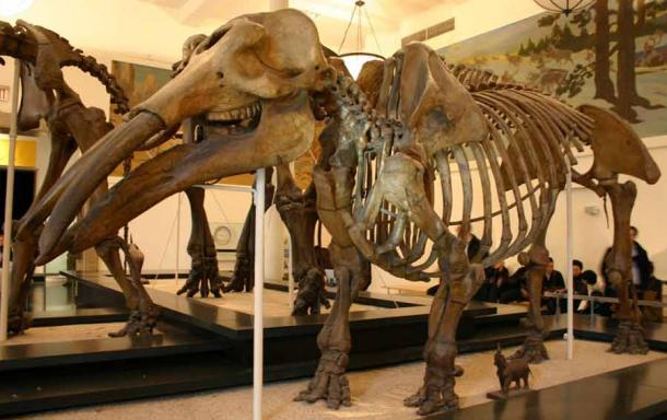 California Park Ranger Discovers Massive Cache of Miocene Epoch Fossils ...