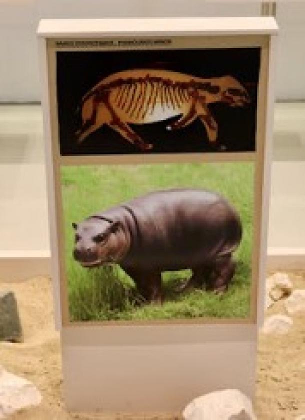 Stone Age People Drove Dwarf Hippos and Elephants to Extinction on ...