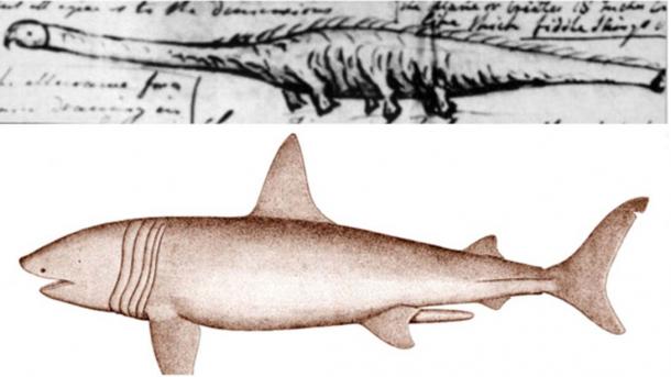 In the Wake of the Stronsay Globster | Ancient Origins