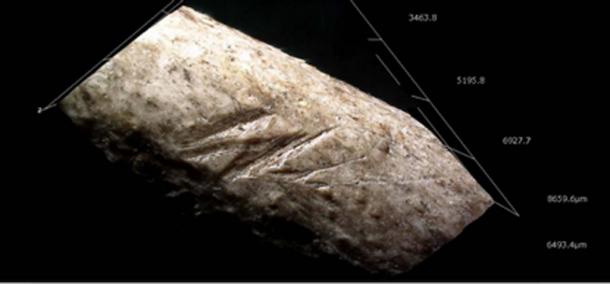 Wing Bone Indicates Swan Shamanism Could Be 420,000 Years Old ...