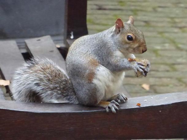 Squirrel! Fuzzy Messengers from the Ancient Underworld? The Little ...