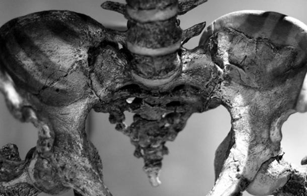 New Human Ancestor Species Discovered… And it had a Tail! | Ancient Origins
