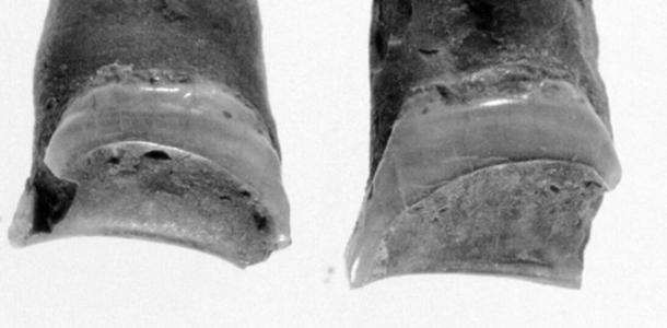 4,000-Year-Old Teeth of Egyptian Papyrus Maker Speak of Hard Work and ...