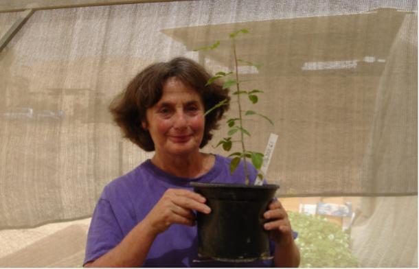 ‘Biblical’ Tree Resurrected From 1,000-Year-Old Mystery Seed Found in ...
