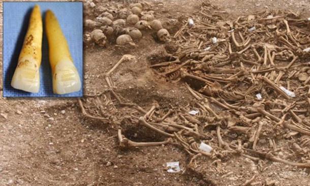 Did These Filed and Grooved Teeth Belong to a Viking Elite Warrior ...