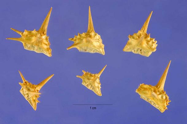 Watch Your Step! Don’t Tread on the Caltrop, A Weapon with a Pointed ...