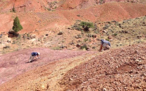New Dinosaur Species Discovered, Oldest Found in North America (230 ...