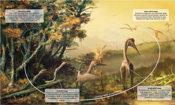 Pterosaurs, the First Flying Dinos, Could Fly as Babies, Says Research ...