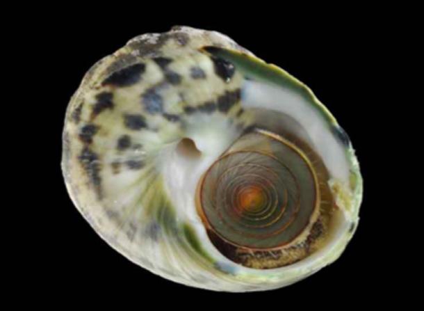 Shell Heap Shows Ancient Caribbean Children Helped With the Groceries ...