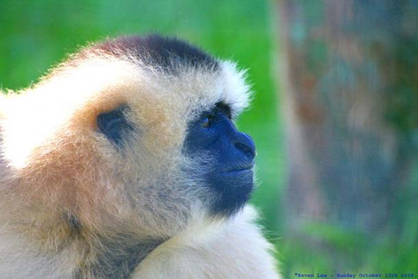 New Gibbon Genus Discovered in Ancient Chinese Royal Tomb? | Ancient ...