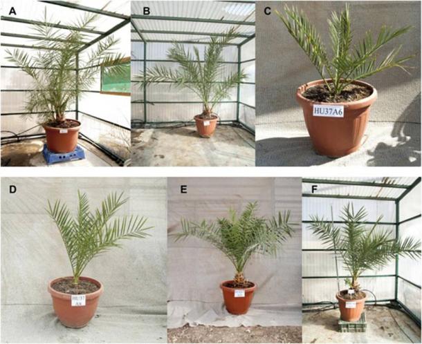 The Judean Date Palm: Extinct Tree Resurrected from Ancient Seeds ...