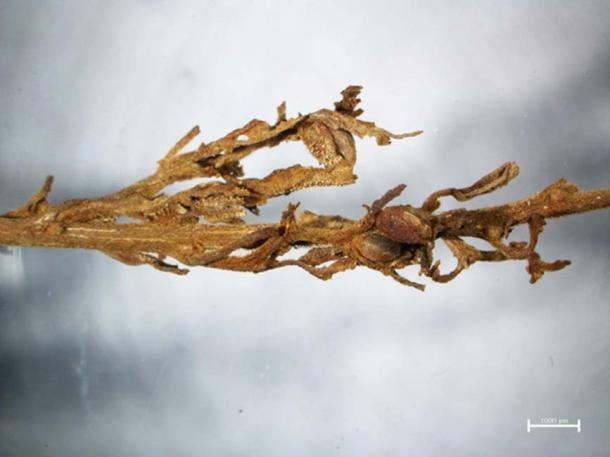 Archaeologists Are Surprised to Find a 2,500-Year-Old Cannabis Burial ...