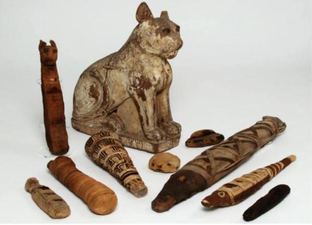 Discovery of mummified kestrel reveals evidence for falconry in ancient ...