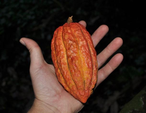 Chocolate Trail: Sacred Maya Cacao Groves Found In Mexico’s Yucatan ...