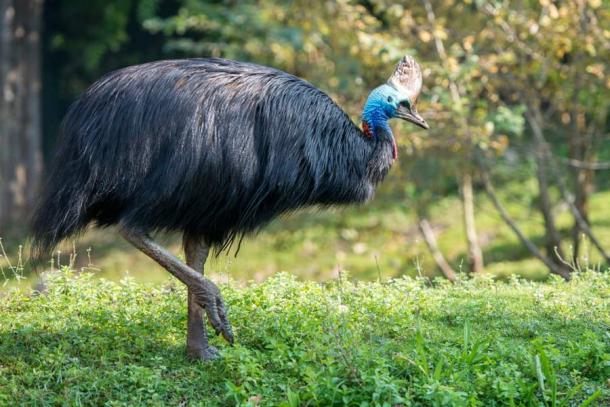Ancient Humans Bred Dangerous Cassowaries 18,000 Years Ago for Their ...