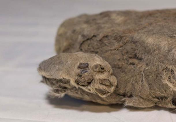 Extinct Cave Lion Cub in ‘Perfect’ Condition Found in Siberia Raising ...