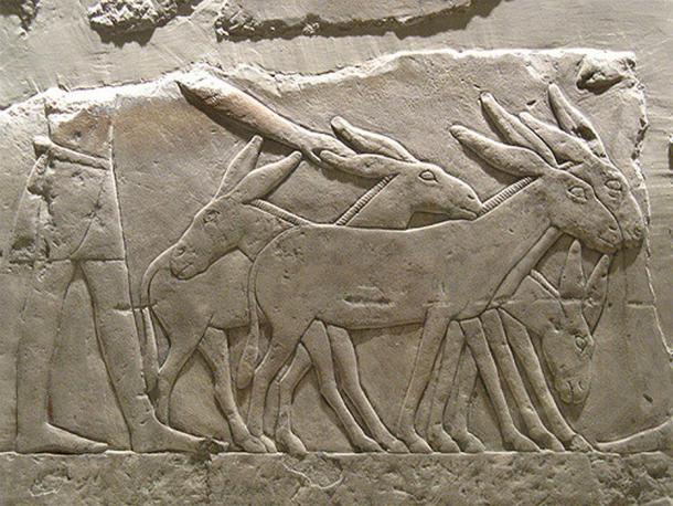 Ancient Canaanites Imported Animals from Egypt to be Sacrificed ...