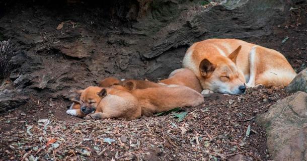Dingoes Elevated to 'Almost-Human' Status in Pre-Colonial Australia ...